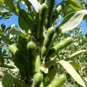 Ackerbohnen | Saatgut 2000