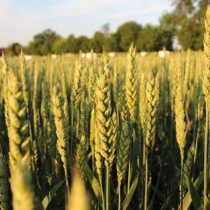 Winterweizen | Saatgut 2000