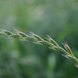 Deutsches Weidelgras | Saatgut 2000